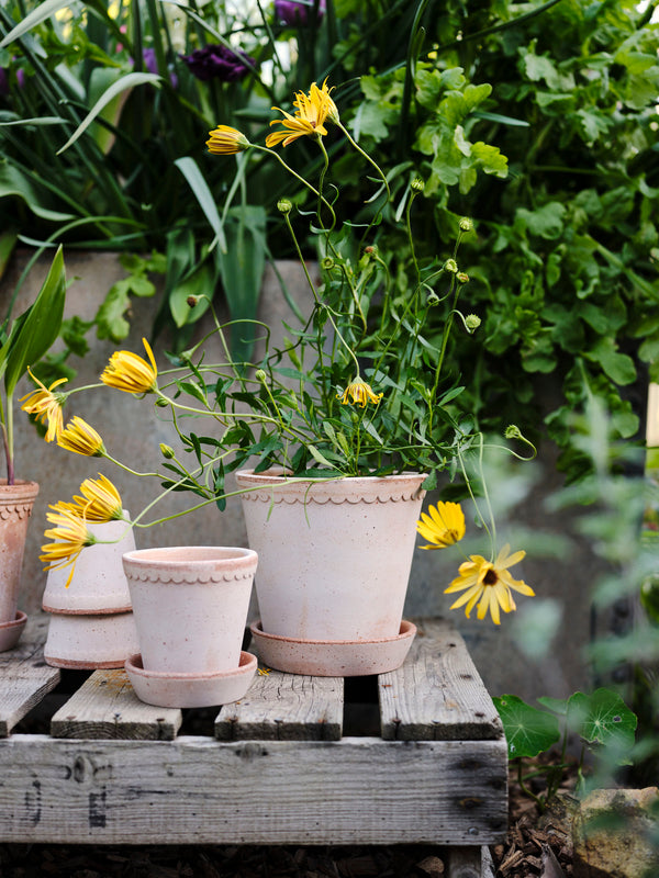 Raw Rosa Helena Planter - Botanicalife
