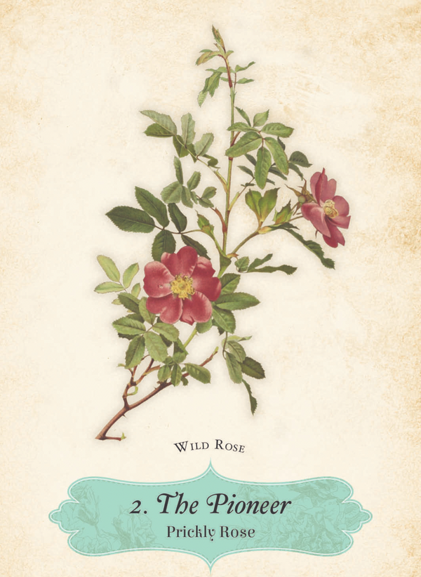 Oracle of The Roses by Cheralyn Darcey - Botanicalife